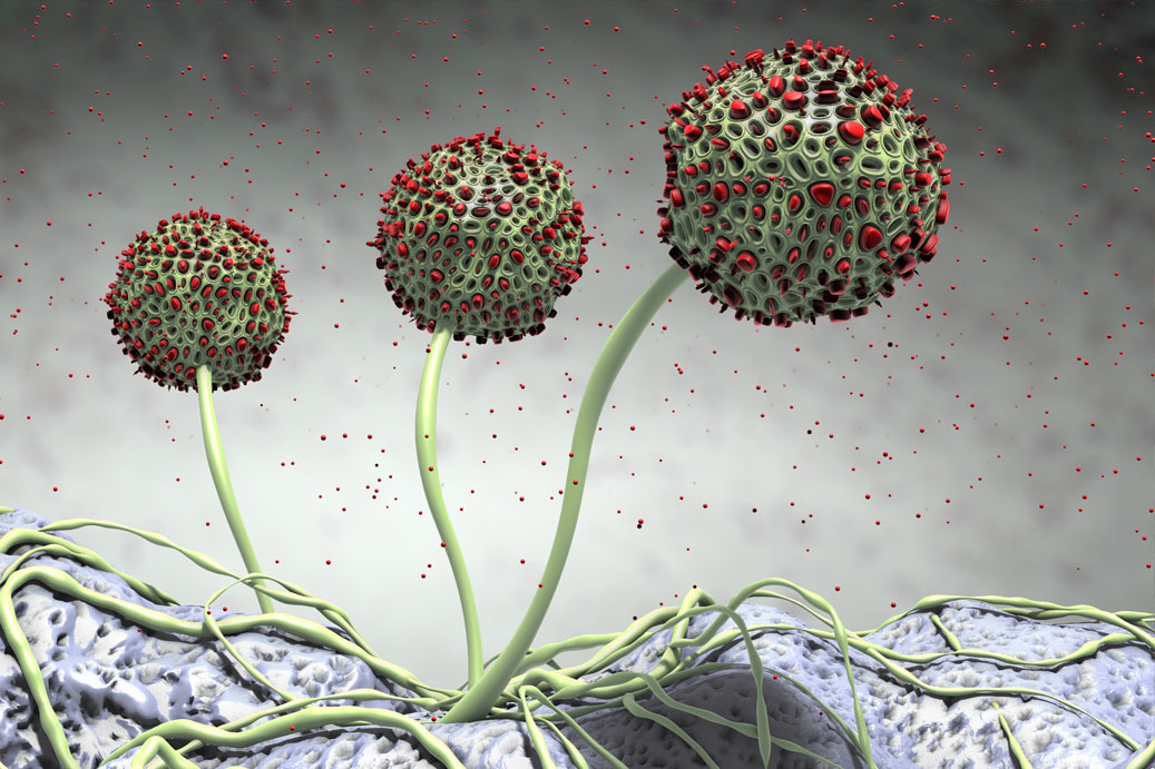 Mold - The Mold Doctors